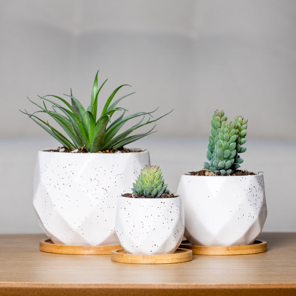 Glazed Ceramic Planter - "Macaron" - 3 Pieces Set with Saucers – Miss ...